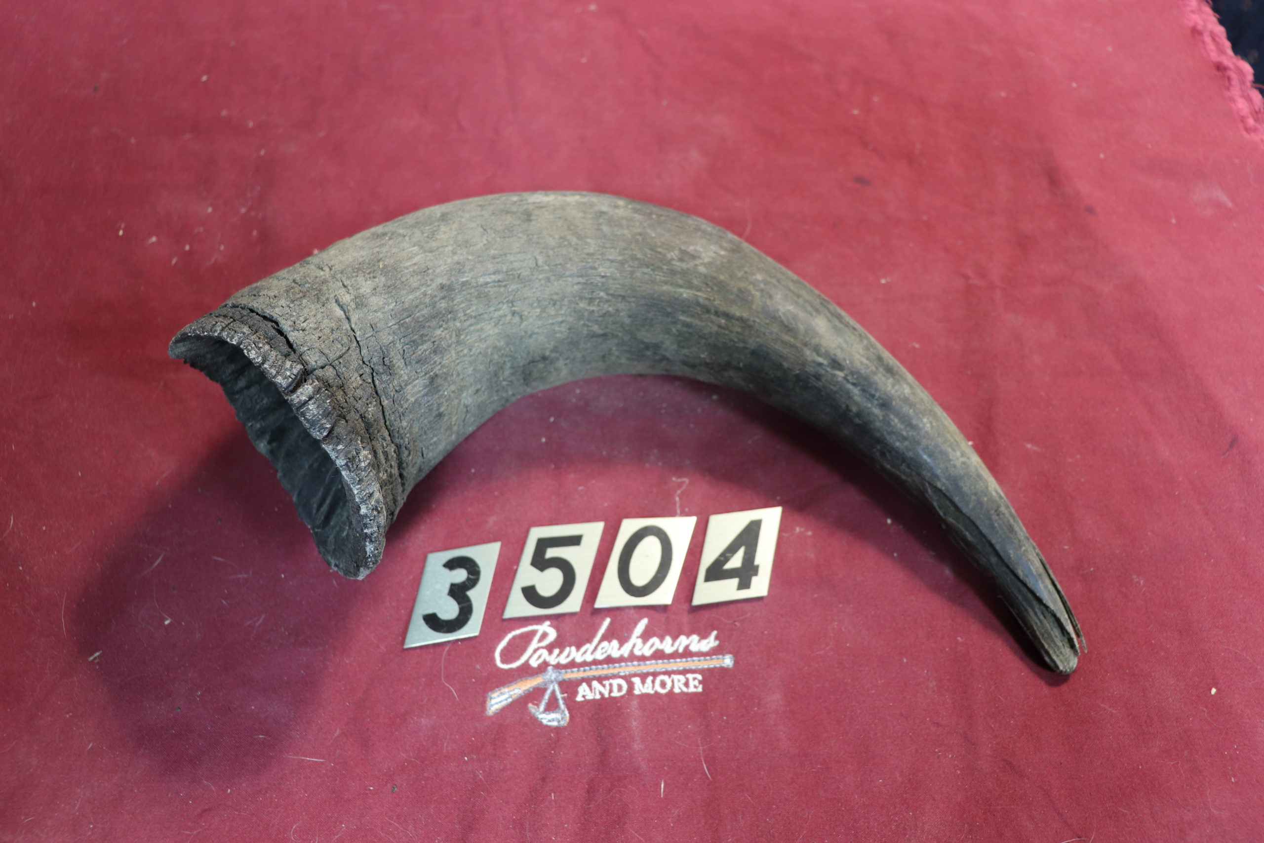 Buffalo Horn: Polished Buffalo Horn for Sale